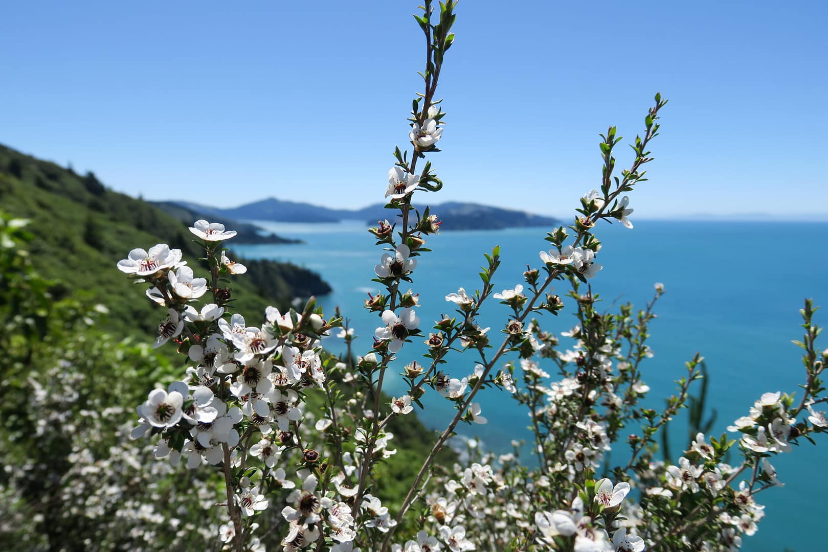 The Export Phenomenon: How a Native NZ Shrub Became a Billion-Dollar ...
